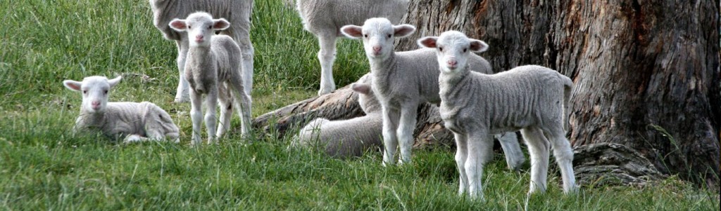 FACTS ABOUT KARORI’S PERFORMANCE – Karori